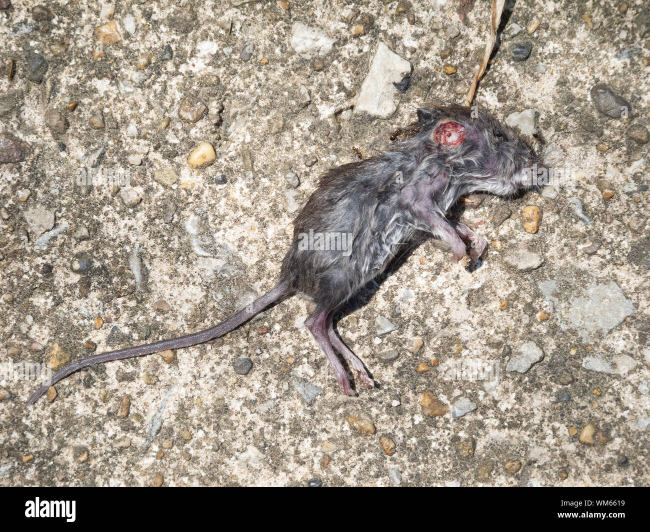 Dead mouse animal road hi-res stock photography and images - Alamy