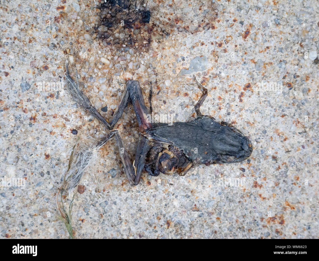 dead frog on the ground Stock Photo - Alamy