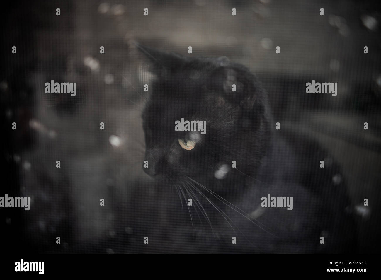 Pet green screen hi-res stock photography and images - Alamy