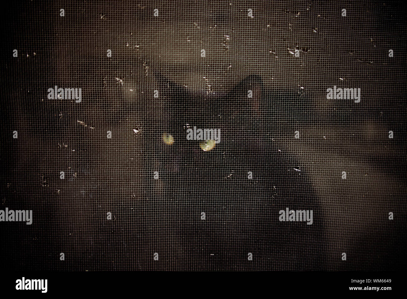 Pet green screen hi-res stock photography and images - Alamy