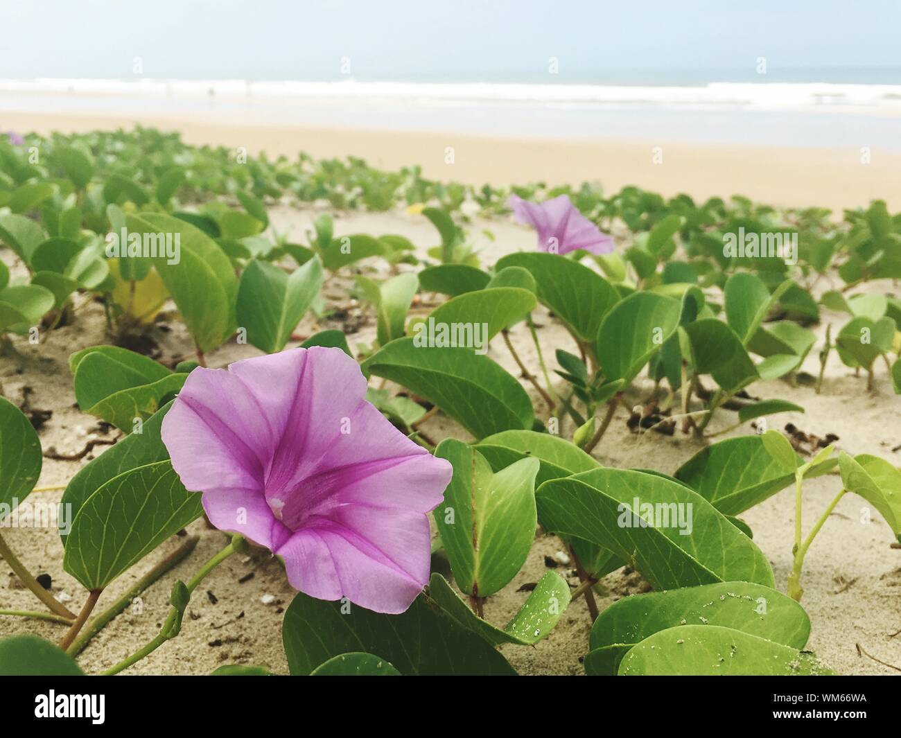 Purple beach hi-res stock photography and images - Alamy