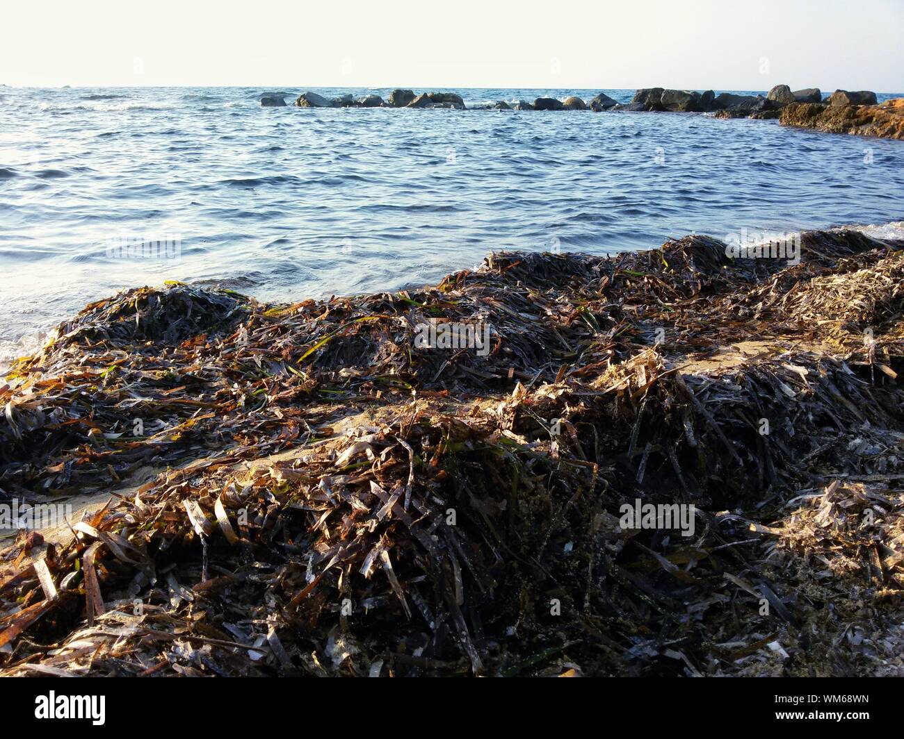 Algae on beach hi-res stock photography and images - Alamy