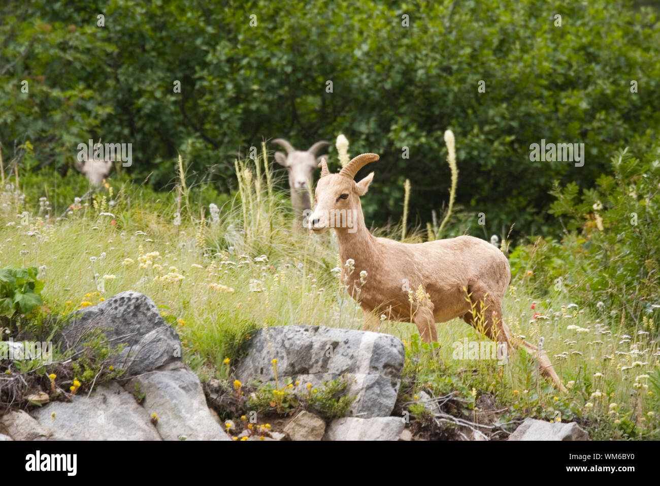 Foreground two goats hi-res stock photography and images - Alamy