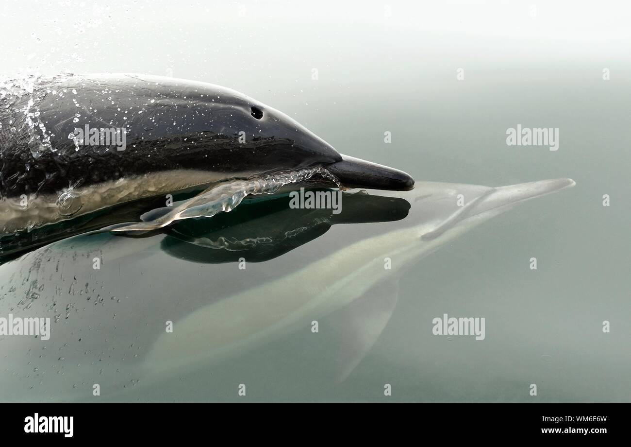 Dolphin (Delphinus capensis) swimming in the ocean Stock Photo - Alamy