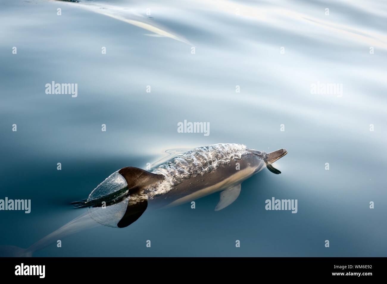 Dolphin (Delphinus capensis) swimming in the ocean Stock Photo - Alamy