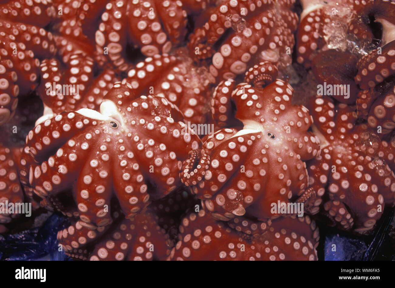 Dead Octopuses High Resolution Stock Photography and Images - Alamy