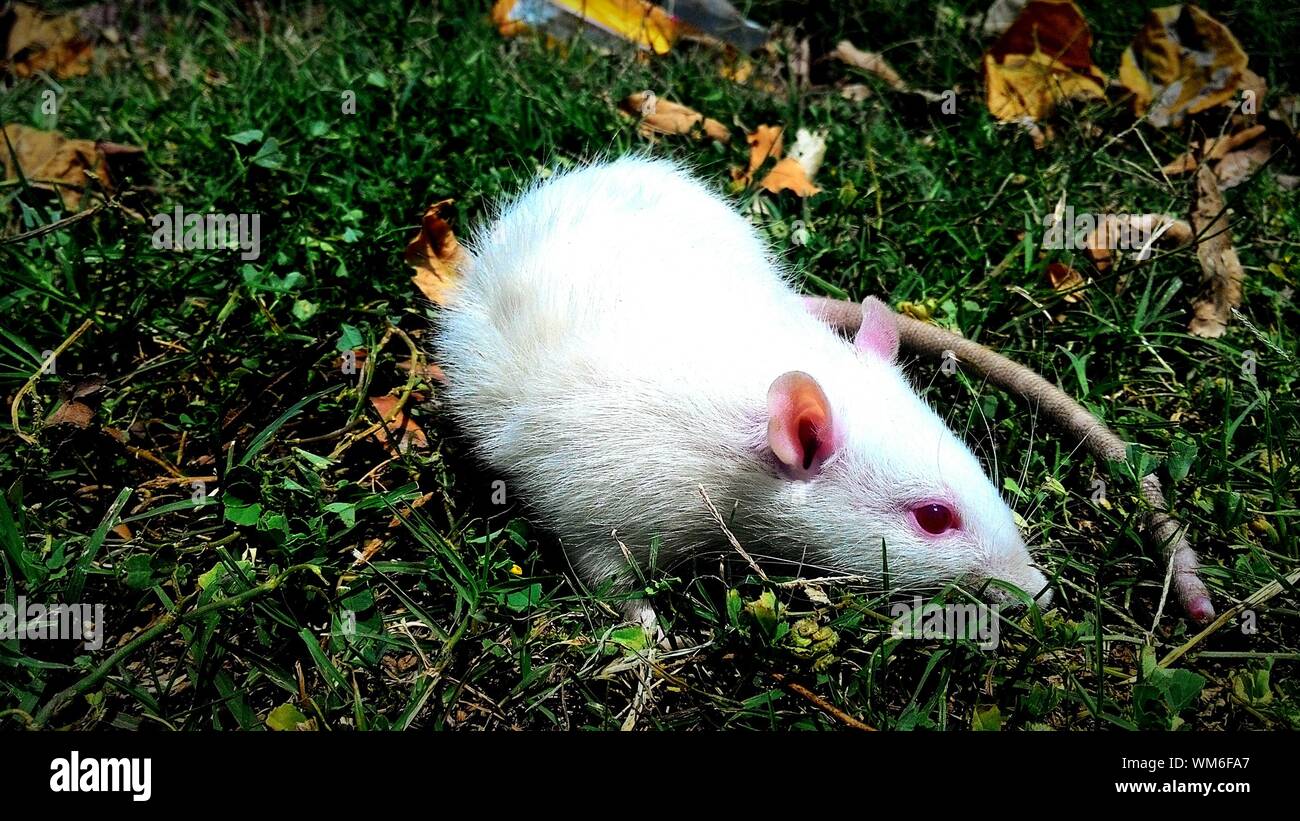 White rat hi-res stock photography and images - Alamy