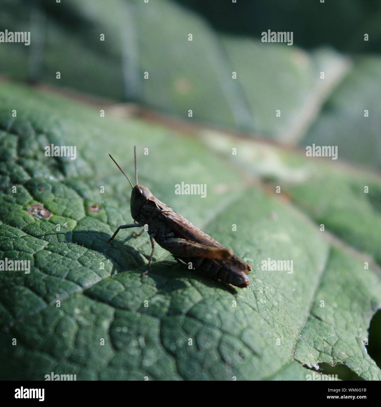 Grasshopper leaf pattern hi-res stock photography and images - Alamy