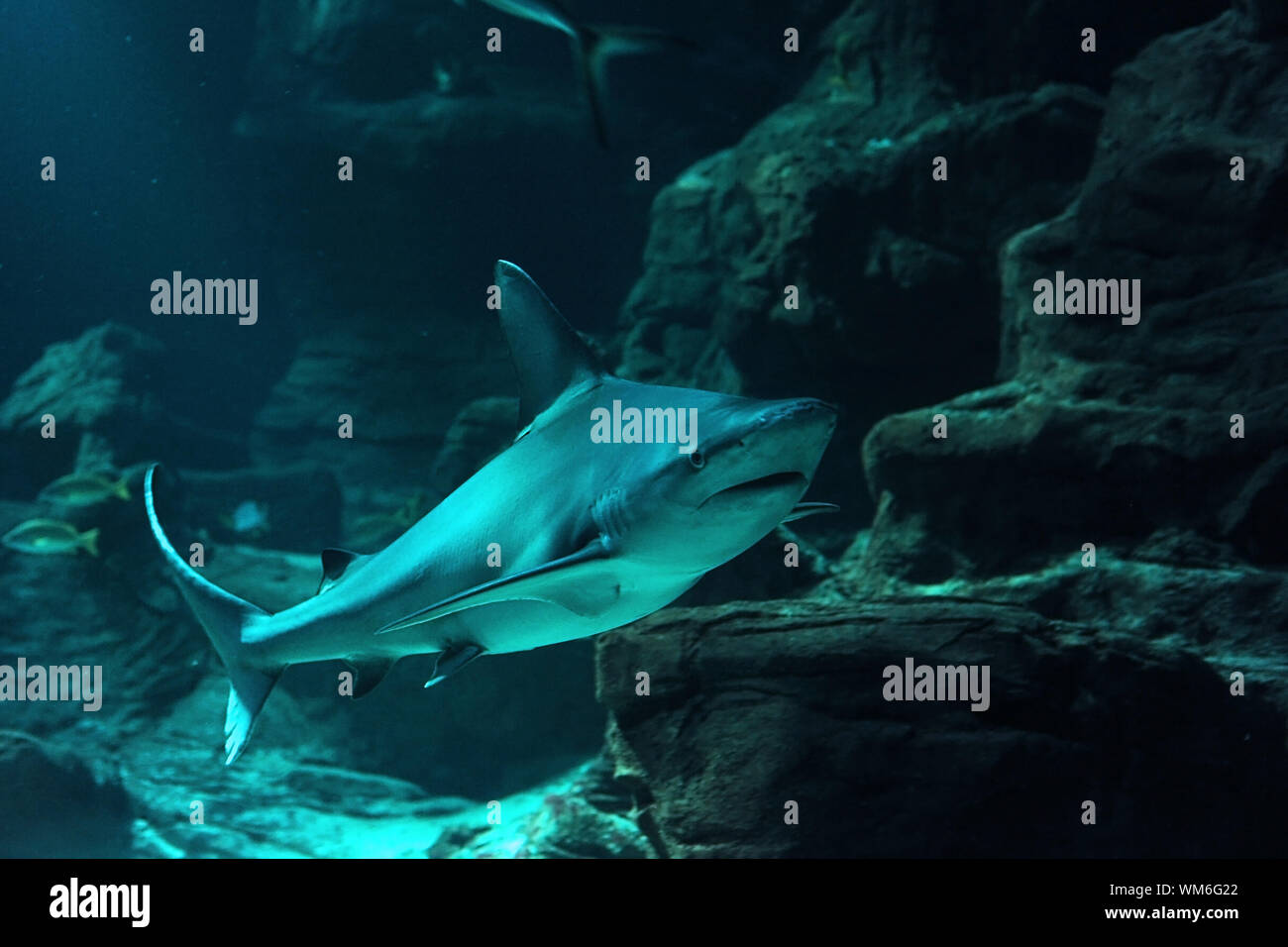 reef shark in a tropical coral reef Stock Photo - Alamy