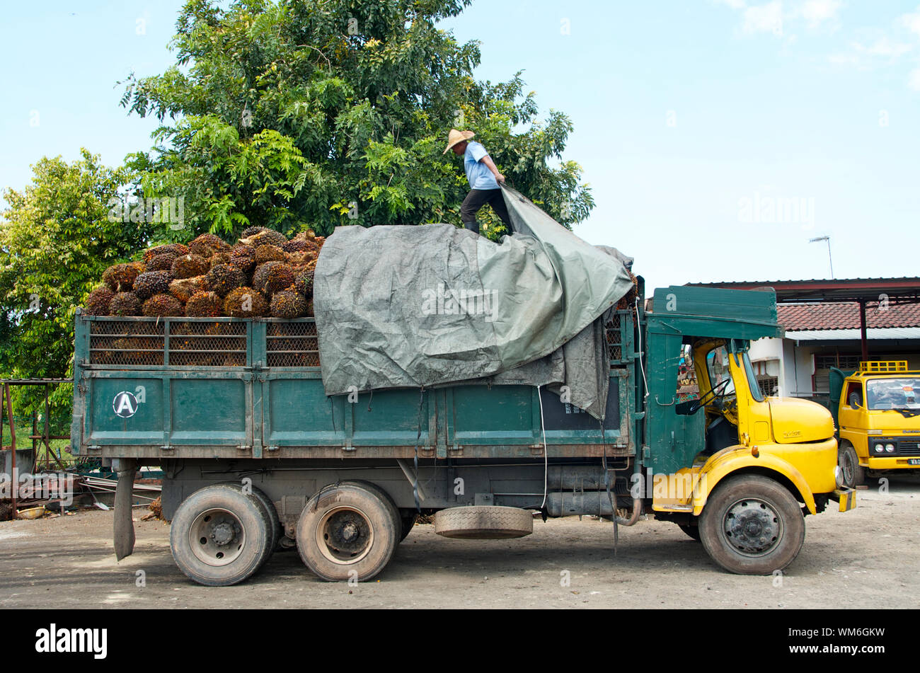 an old Mercedes truck loading a cargo of palm fruit in the state of ...