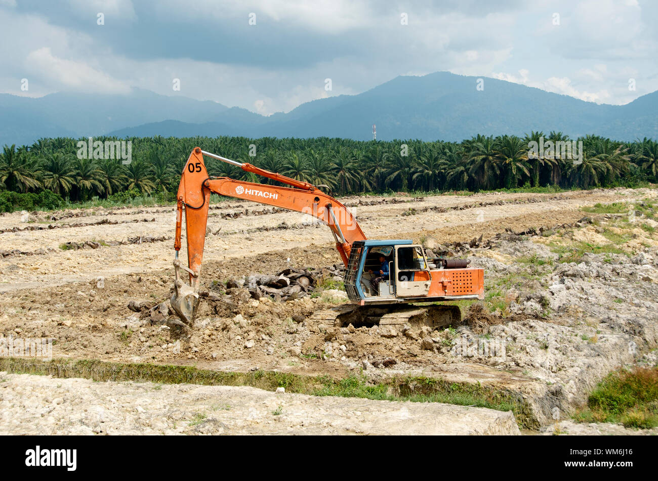 An excavator cleans palm tree field before replanting Stock Photo - Alamy