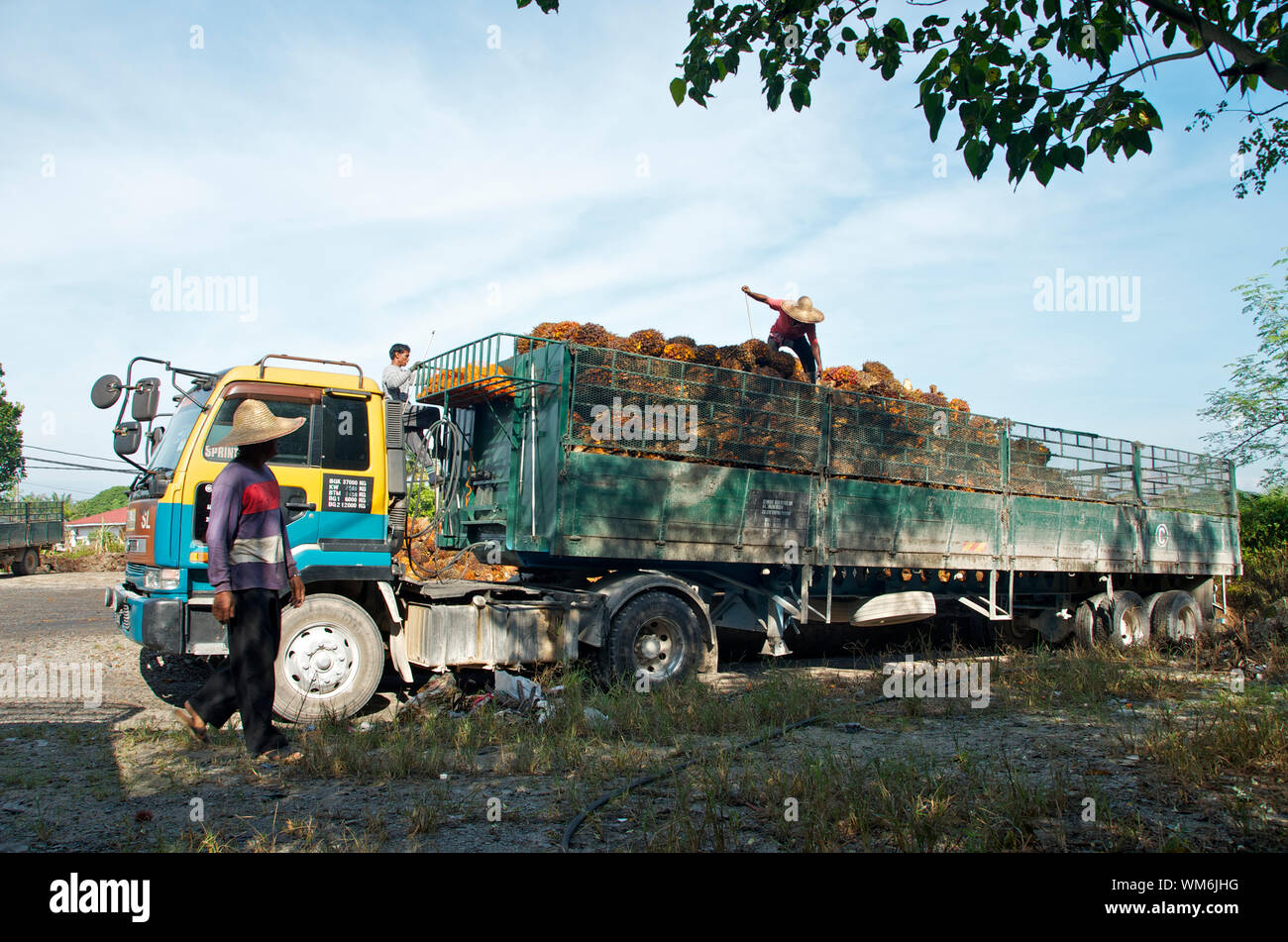Loading palm oil hi-res stock photography and images - Alamy