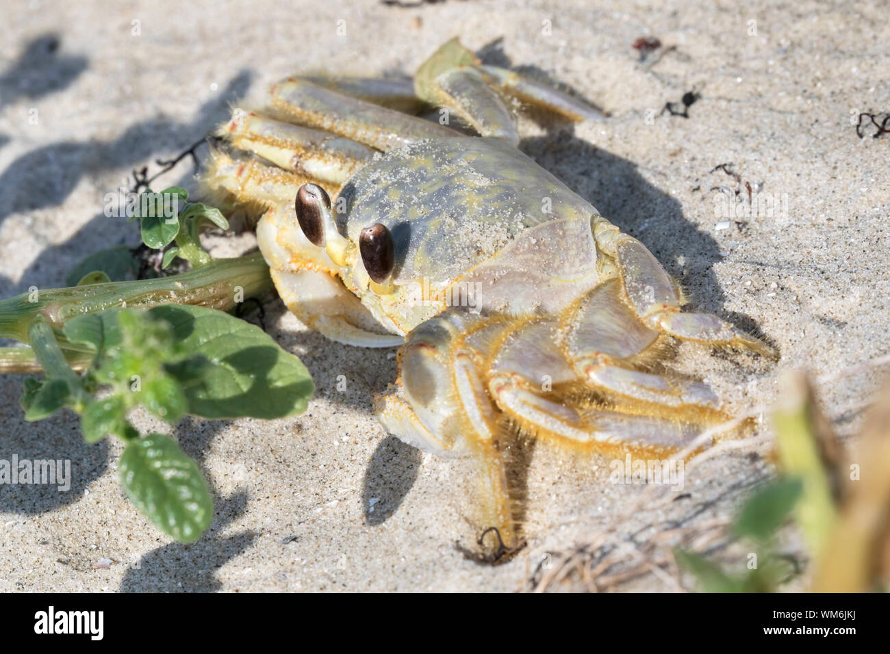 Atlantic ghost crab hiding behind the green plants on the sand beach ...