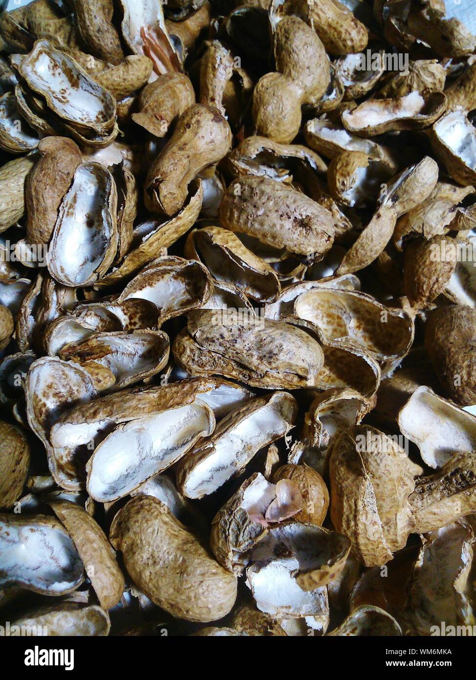 Empty shells hi-res stock photography and images - Alamy