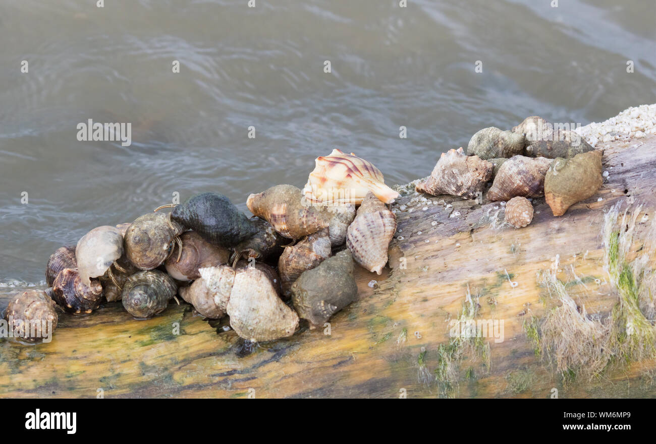 Gathering Of Hermit Crabs (Clibanarius vittatus) on the driftwood, East ...