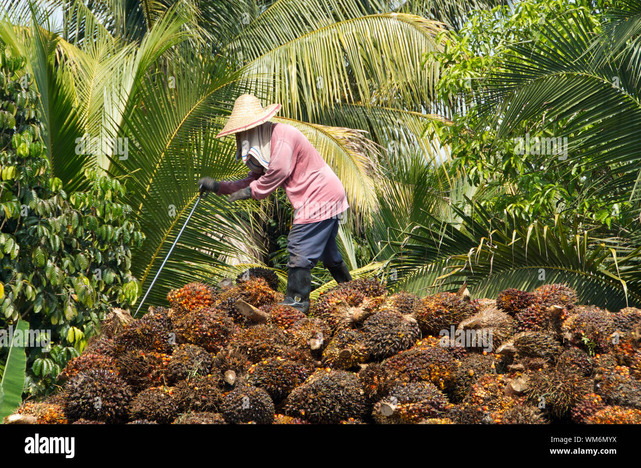 Oil palm fruit truck hi-res stock photography and images - Alamy