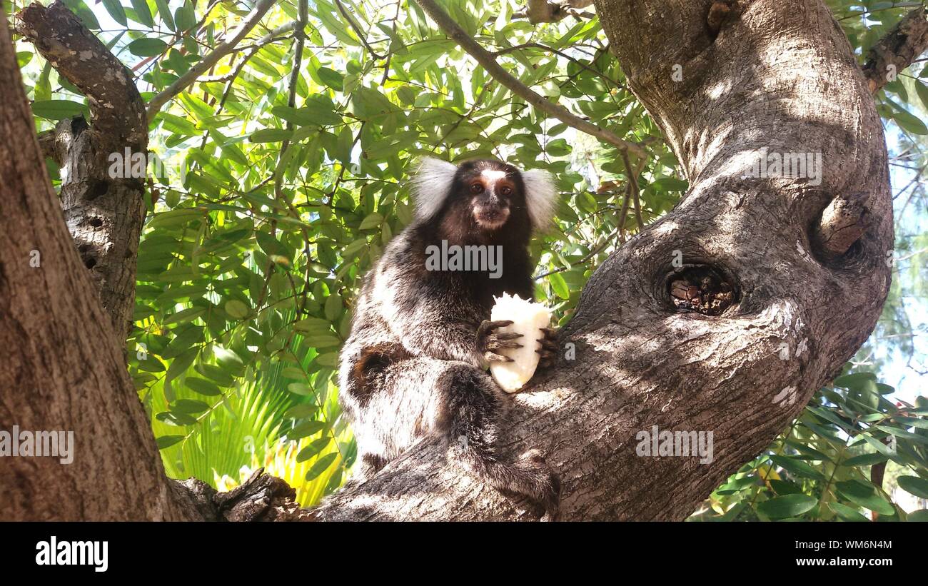 Monkey in tree eating hi-res stock photography and images - Alamy