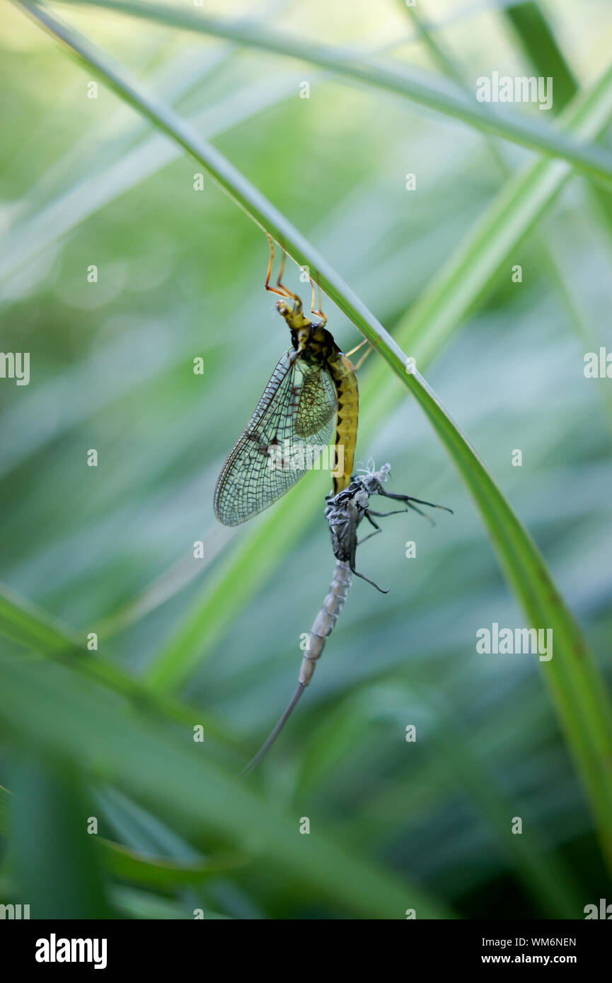 Shedding Skin High Resolution Stock Photography and Images - Alamy