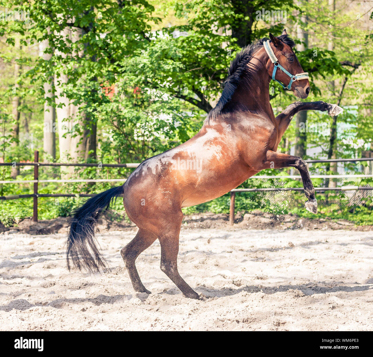 Horse Rearing Up High Resolution Stock Photography and Images - Alamy