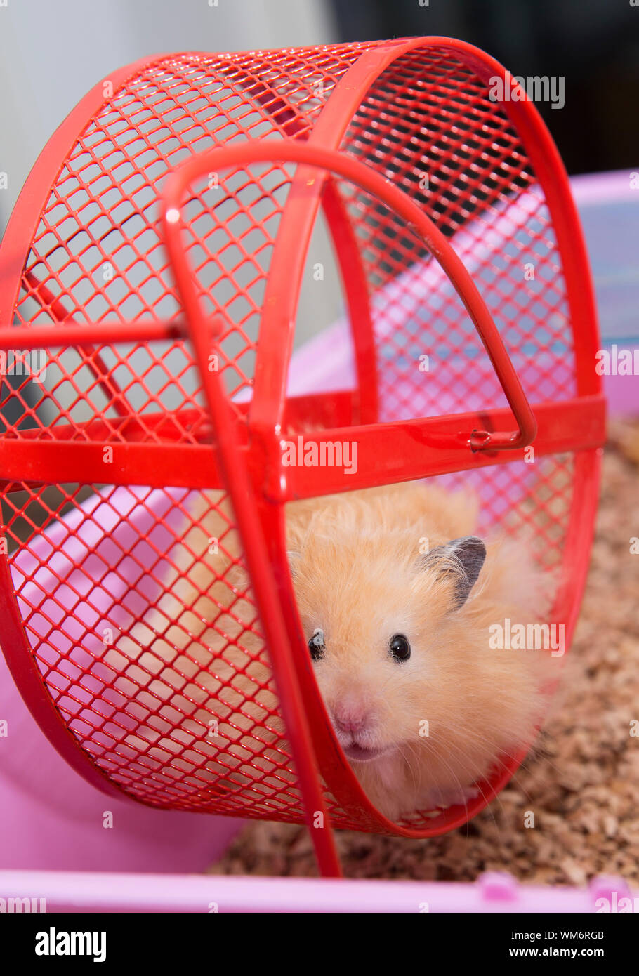 Close up of Hamster in Wheel Stock Photo - Alamy