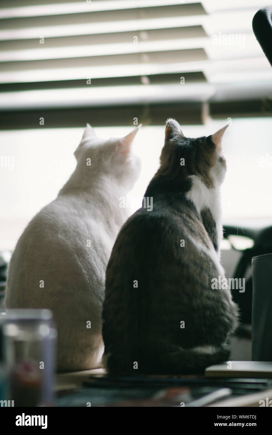 Two cats indoors rear view hi-res stock photography and images - Alamy