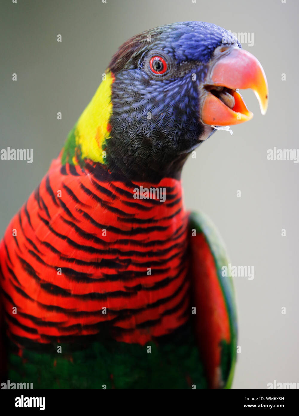 Parrot open mouth hi-res stock photography and images - Alamy