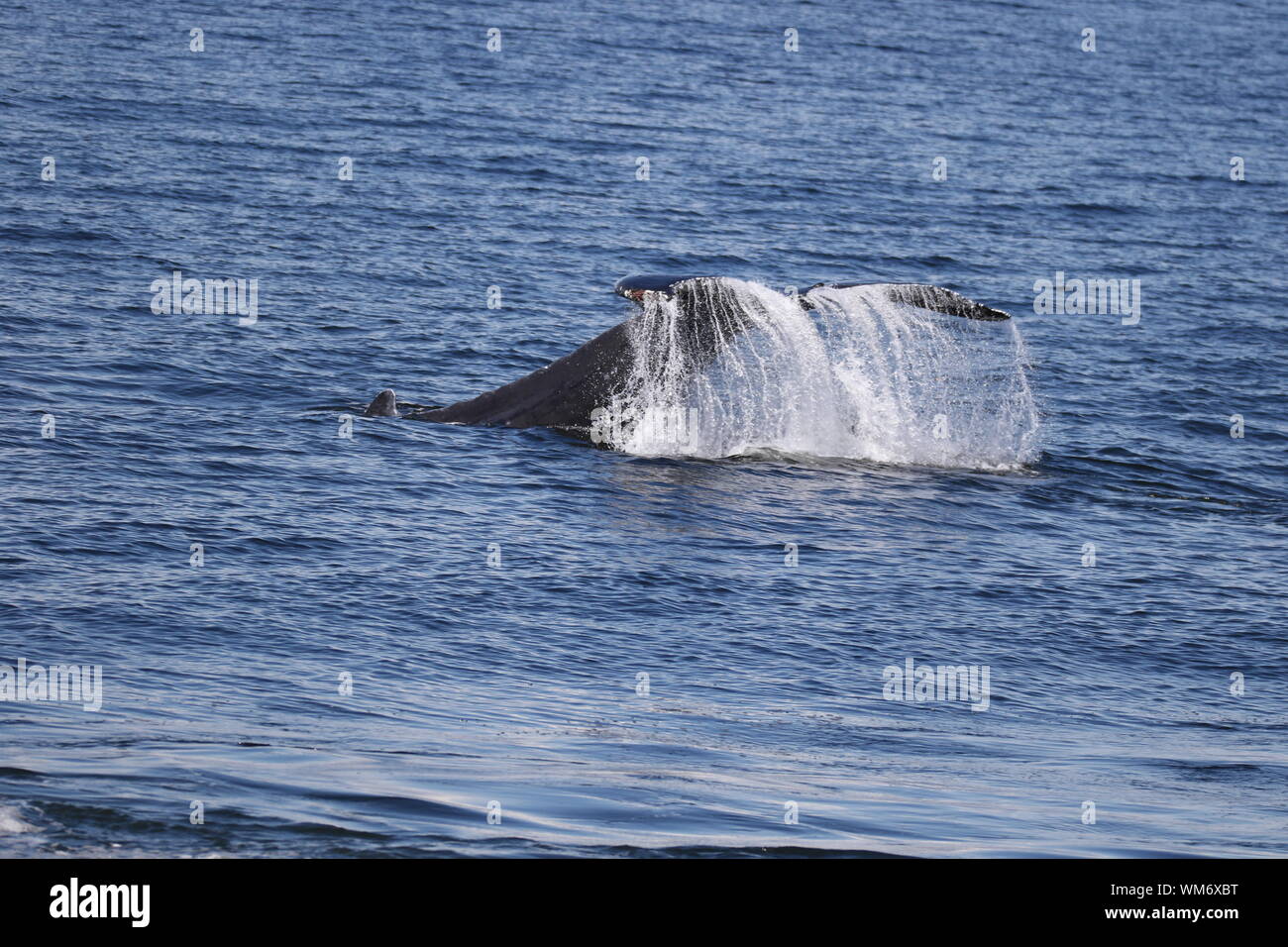 Diving humpback whale hi-res stock photography and images - Alamy