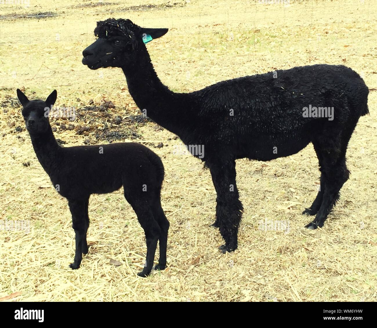 Side view of baby alpaca hi-res stock photography and images - Alamy