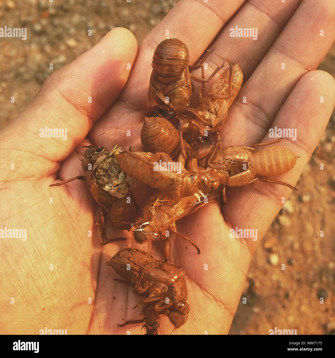 Dead hand hi-res stock photography and images - Alamy