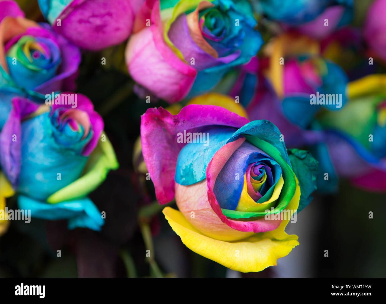 Multi Head Rose High Resolution Stock Photography and Images - Alamy