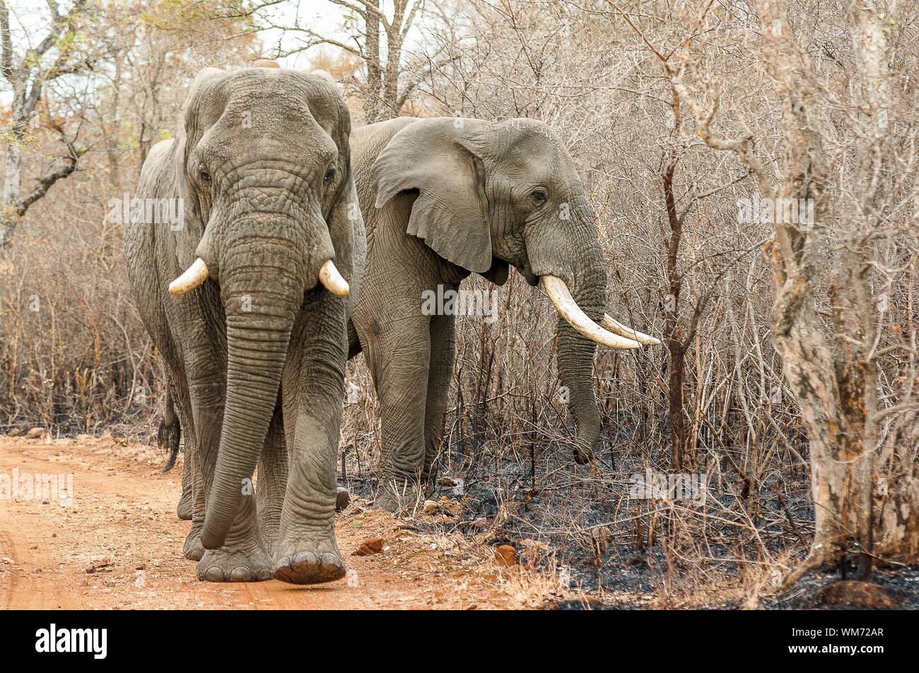 Multiple animals hi-res stock photography and images - Alamy