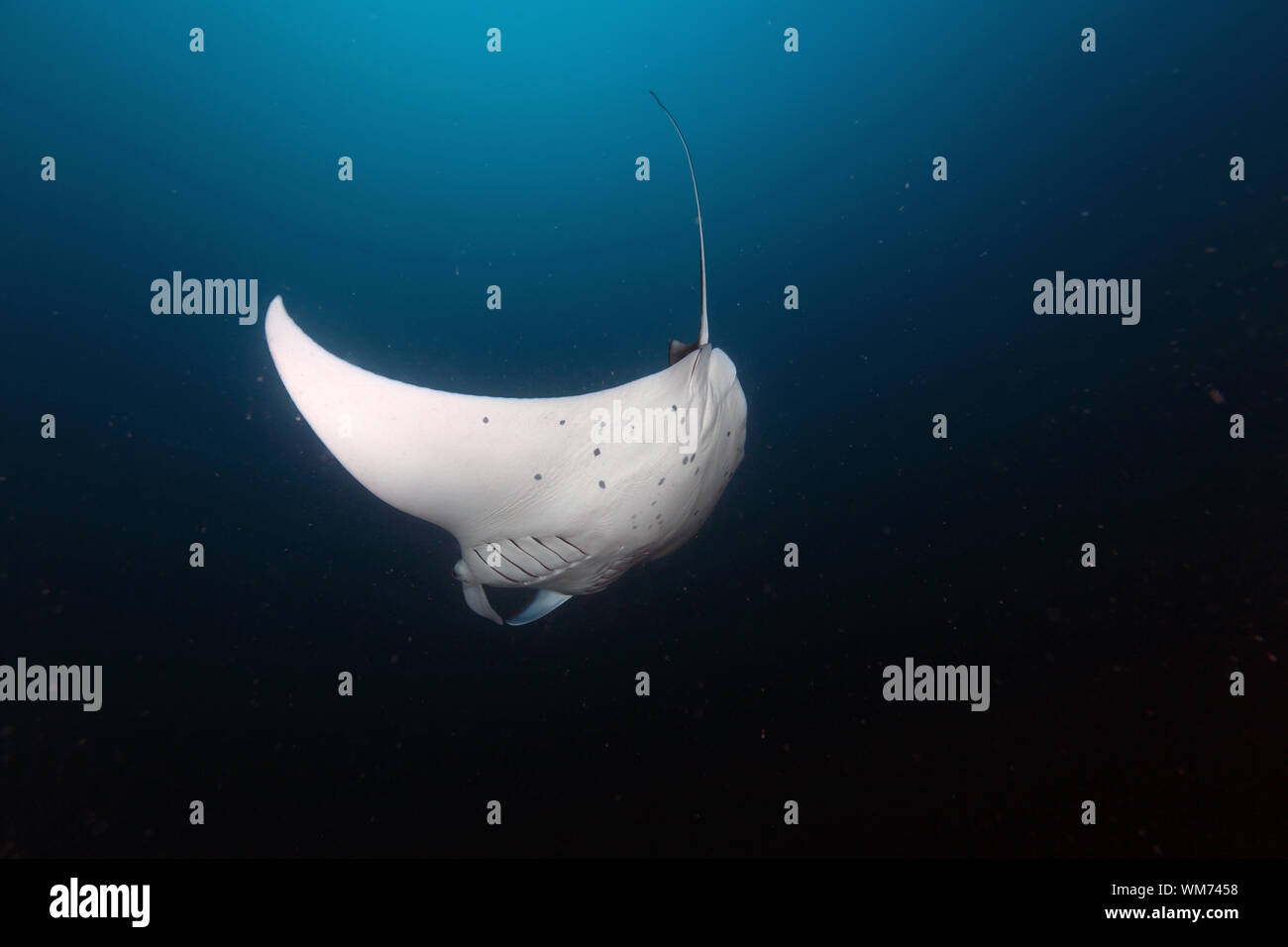 Sting ray swimming hi-res stock photography and images - Alamy