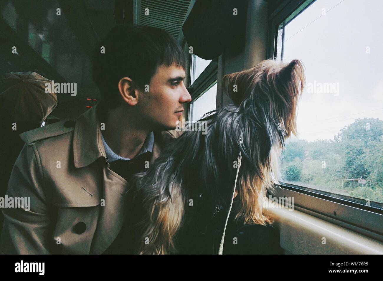 Young Man With Hairy Dog Looking Through Window In Train Stock Photo ...