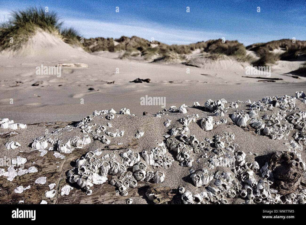 Barnacles beach hi-res stock photography and images - Alamy