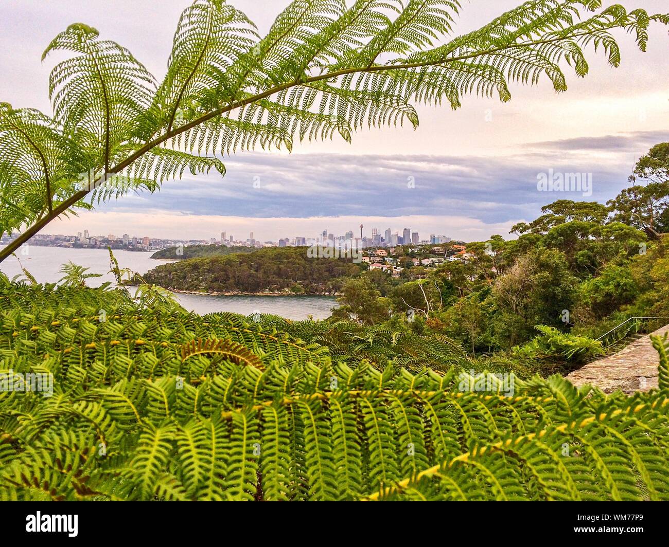 Sea fern hi-res stock photography and images - Alamy