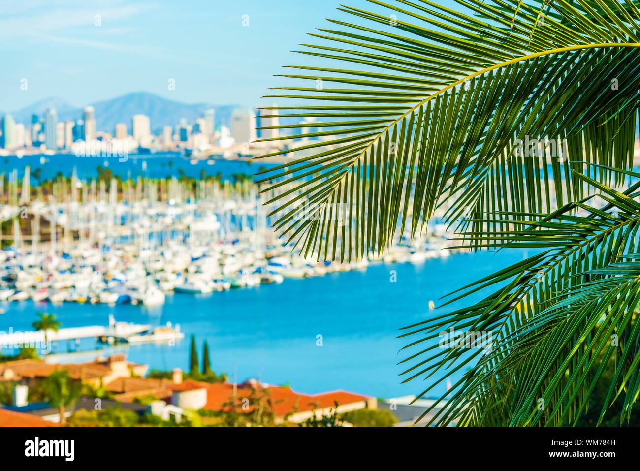 Sky sea tree hi-res stock photography and images - Alamy