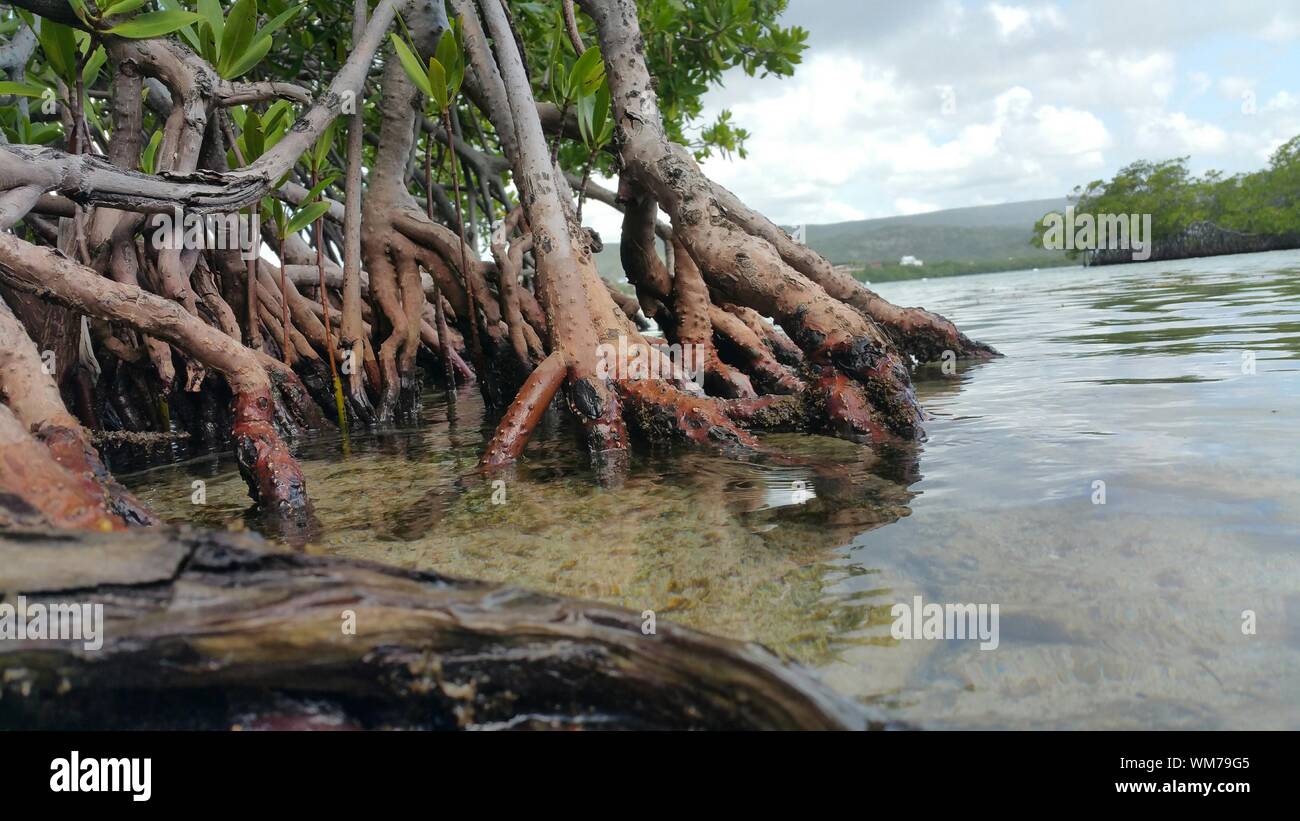 Mangrove root close up hi-res stock photography and images - Alamy