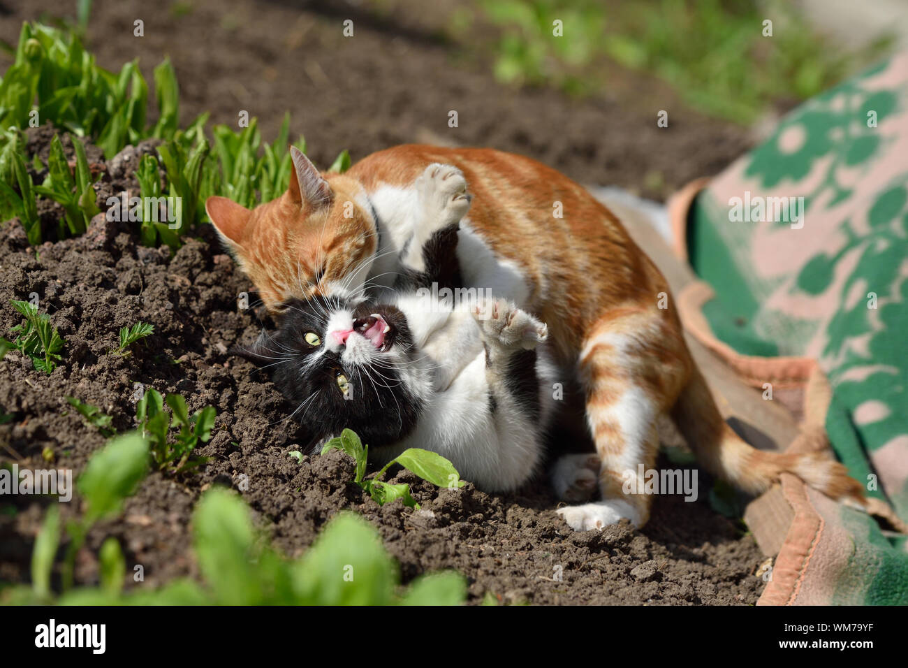 Two Cats Fighting High Resolution Stock Photography and Images - Alamy