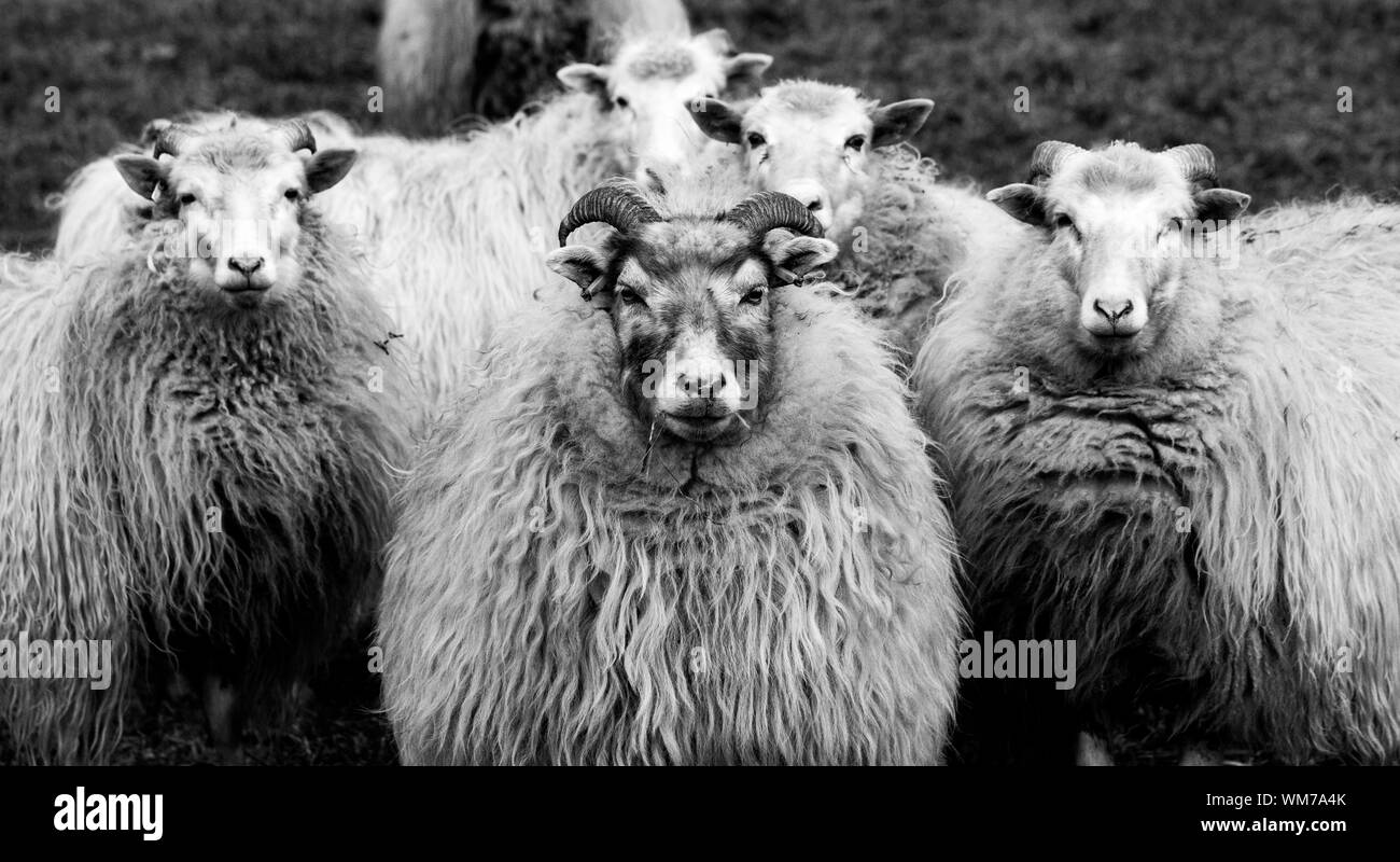 Group sheep hi-res stock photography and images - Alamy