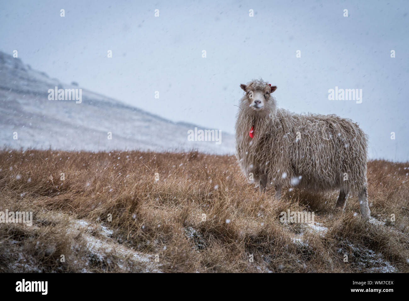Sheep looking in the camera hi-res stock photography and images - Alamy