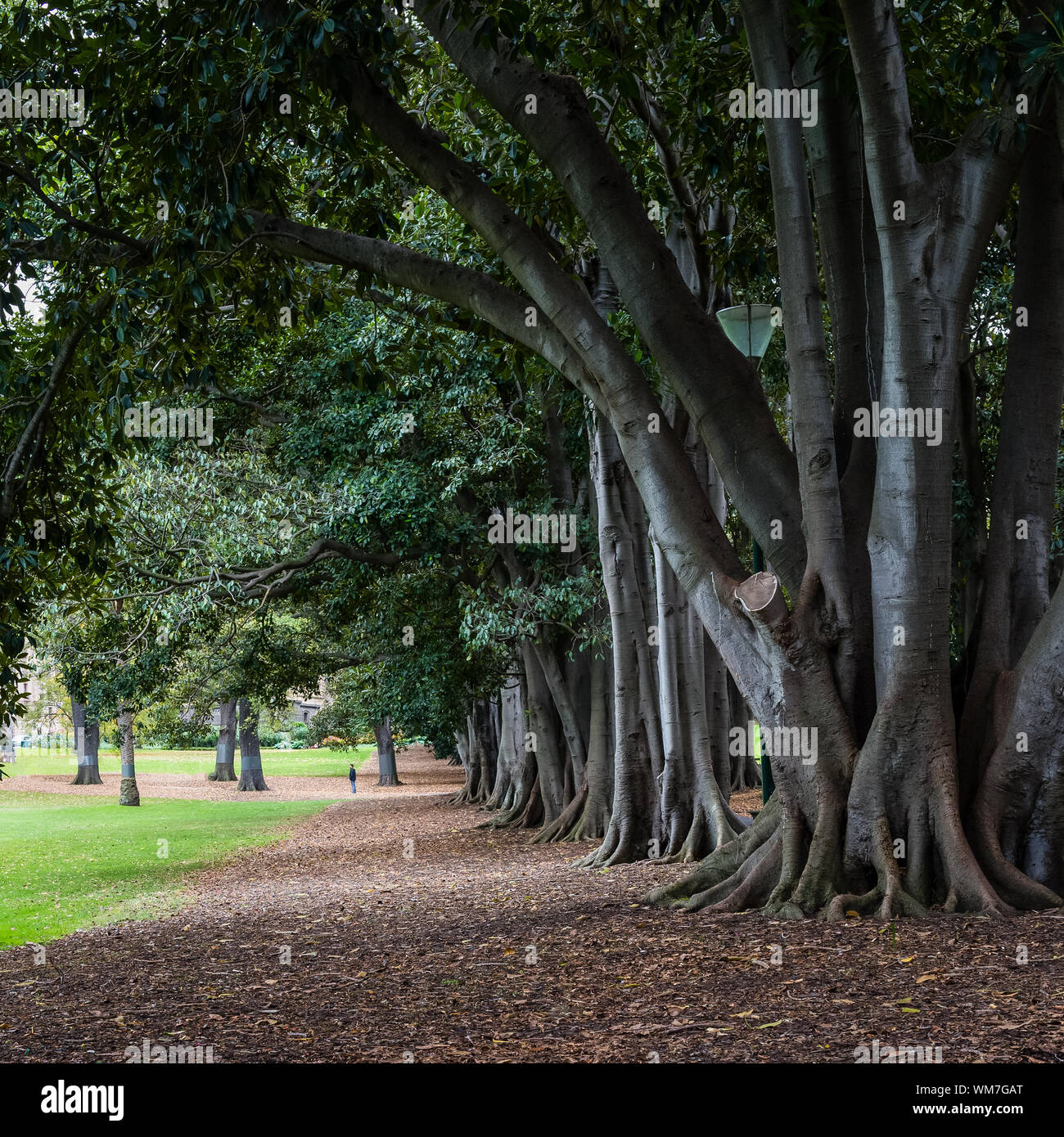 Fig trees hi-res stock photography and images - Alamy