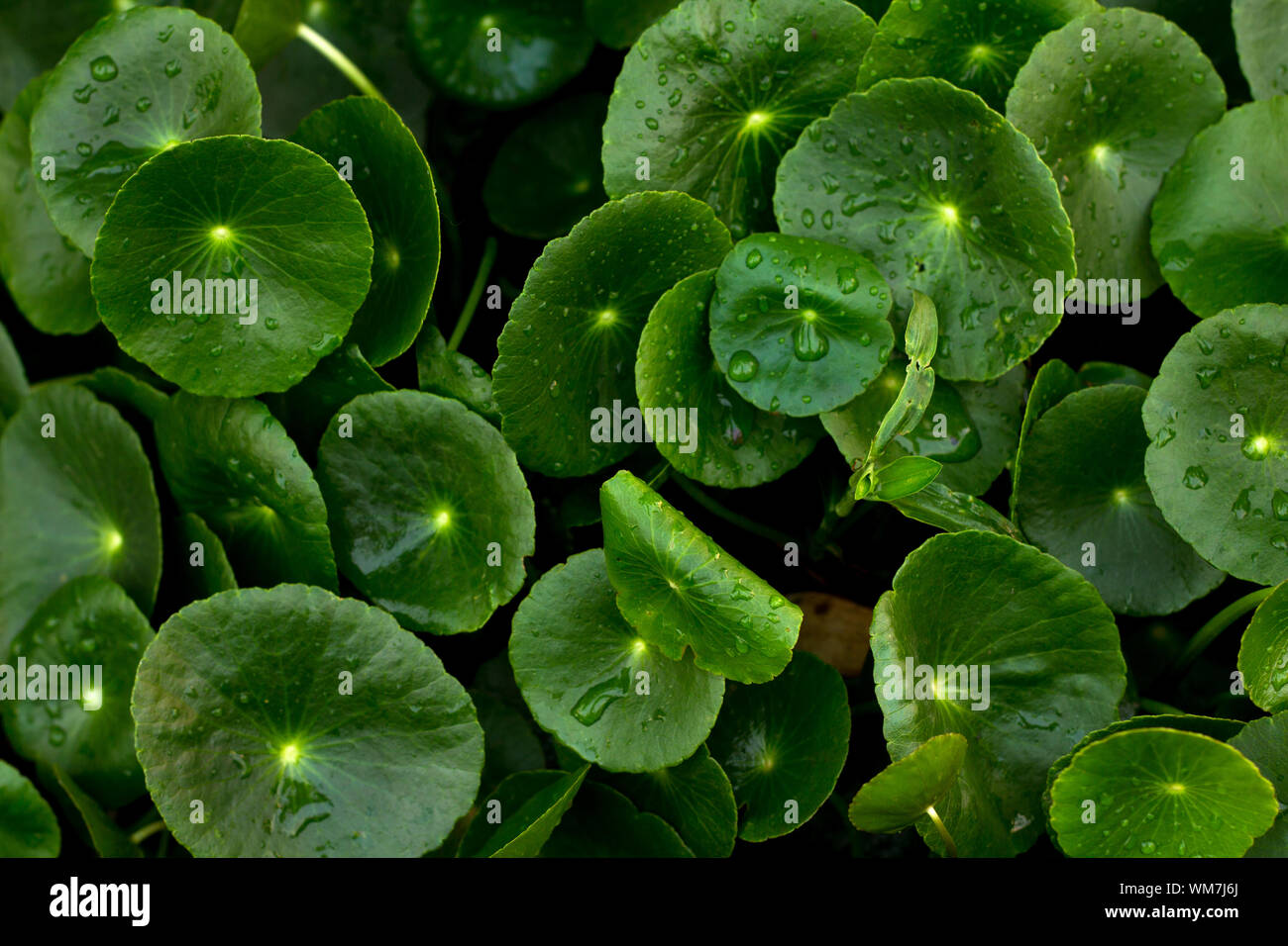 Centella asiatica plant hi-res stock photography and images - Alamy