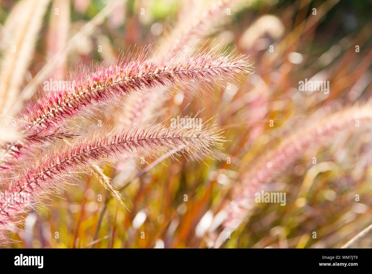 Grass blowing in wind sunset hi-res stock photography and images - Alamy