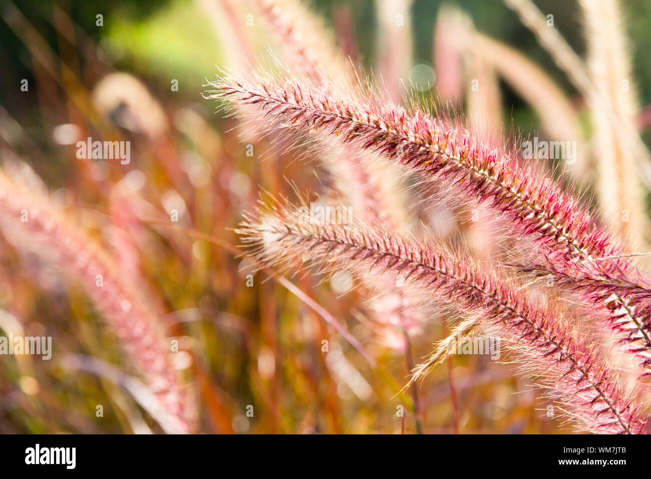 Field Grass Blowing in the Wind Stock Photo - Alamy