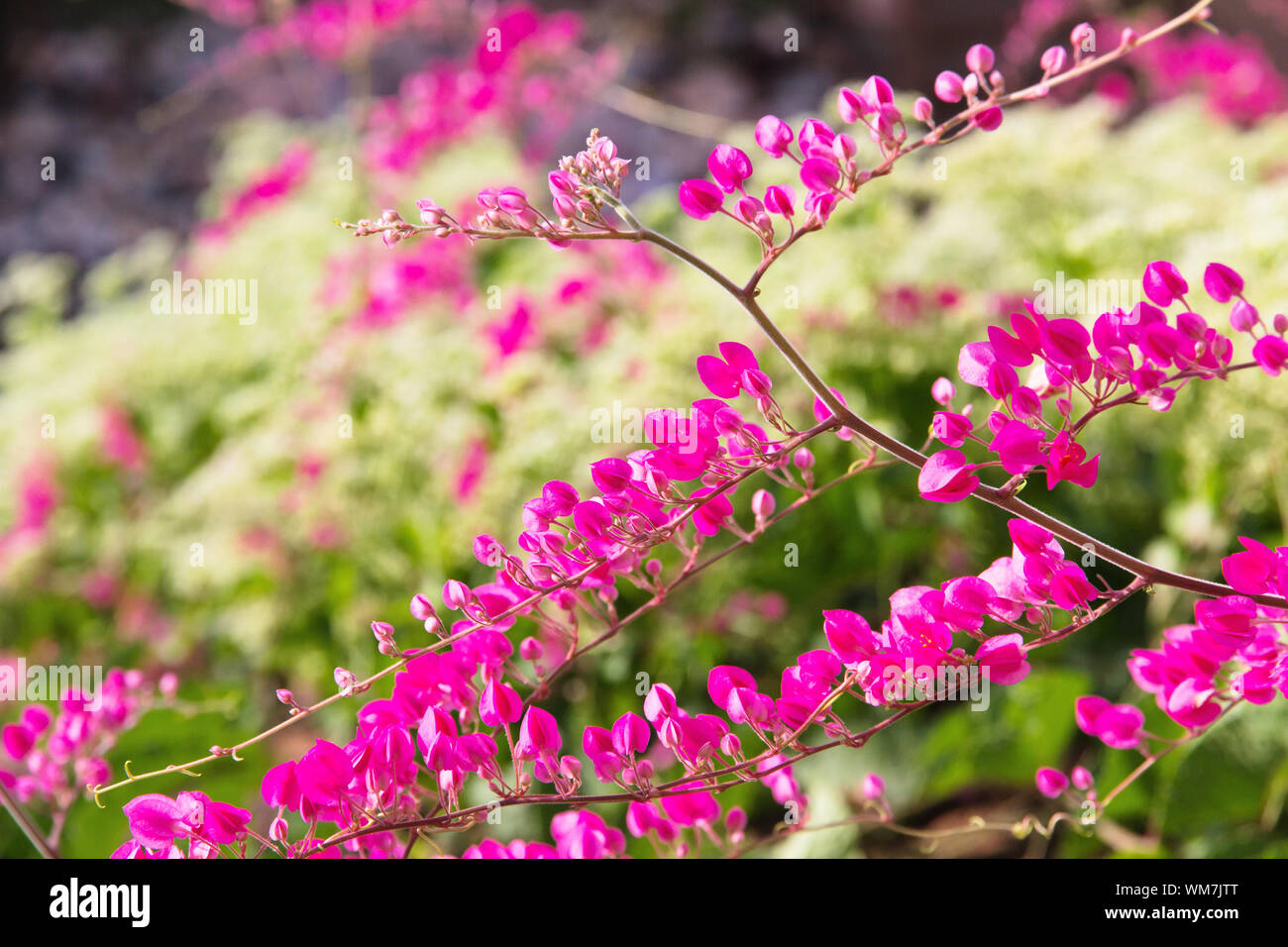 Pink flower Coral Vine Stock Photo - Alamy