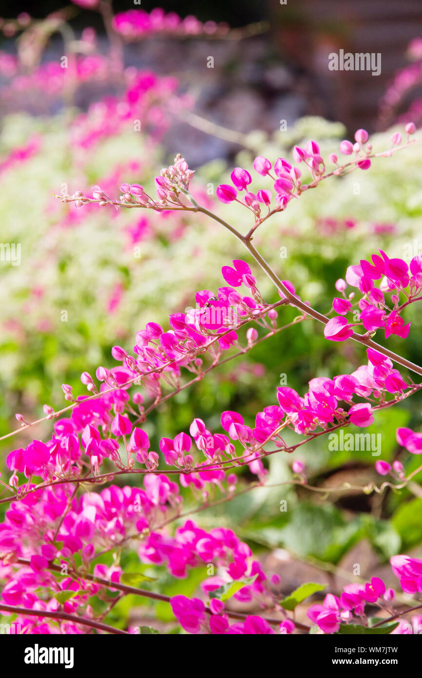 Pink flower Coral Vine Stock Photo - Alamy