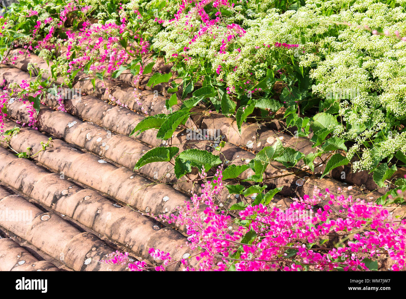 Pink flower Coral Vine Stock Photo - Alamy