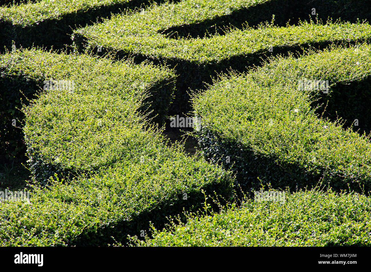Plant maze hi-res stock photography and images - Alamy