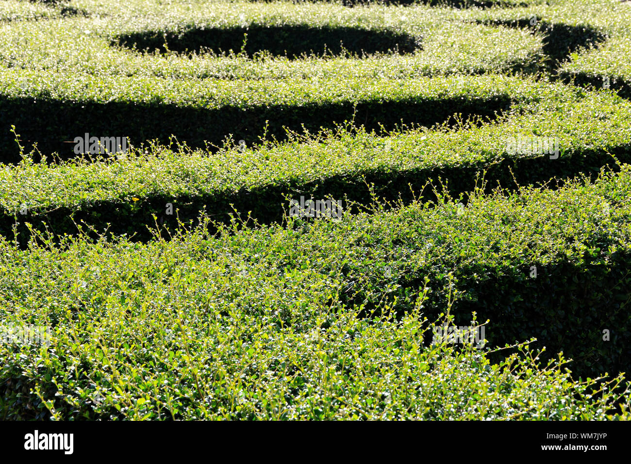 labyrinth maze of tall bushes Stock Photo - Alamy