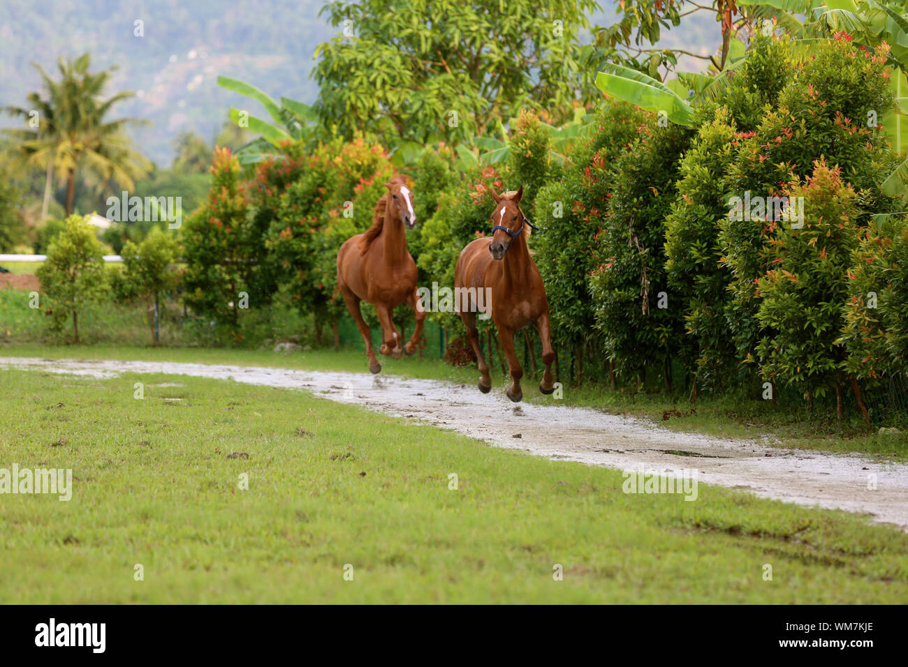 Running horses farm hi-res stock photography and images - Alamy